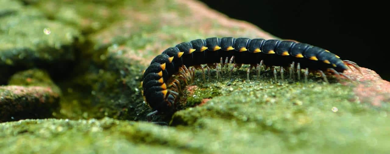 Why Are Millipedes Invading My Property? | All About Bugs TN
