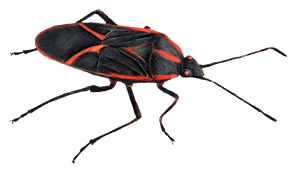 Common Fall Pests in Sevierville, TN - All About Bugs TN